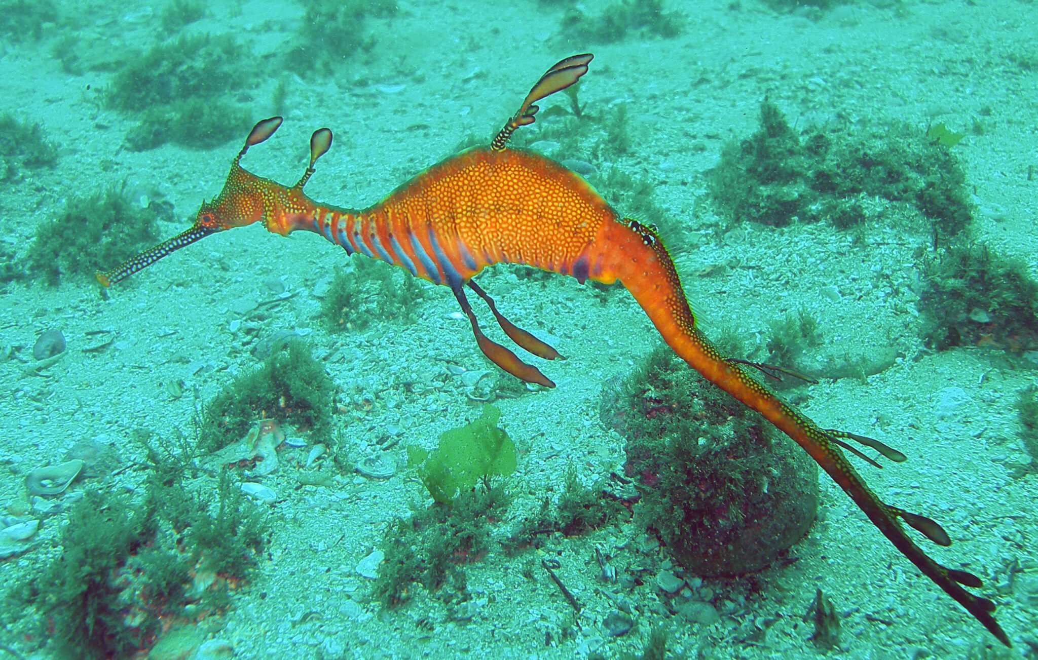 Weedy seadragon habitat preferences in New South Wales | SeadragonSearch